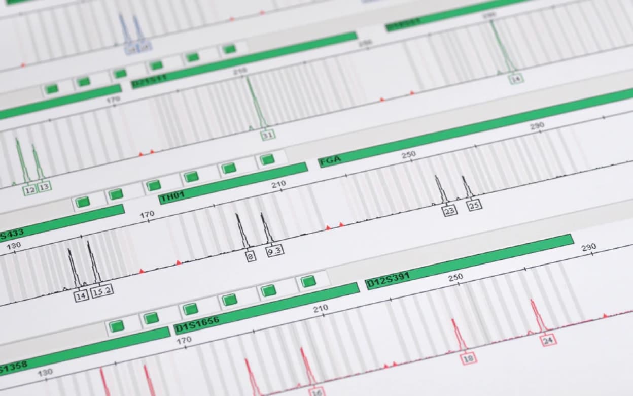Human Identification
